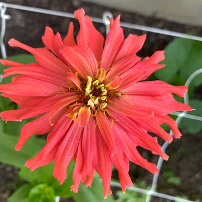 Gypsy Charmer Sunflower Seeds Tricolor 4-6' Branching - Etsy