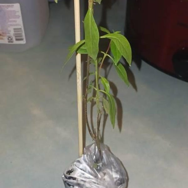 Royal Intenz Magnifica Medinilla Plant~~live Well Rooted Starter Plant ...