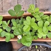 Seeds. Mini Cherry Tree 'dwarf Rainier' Super Sweet Fruits, for Small ...