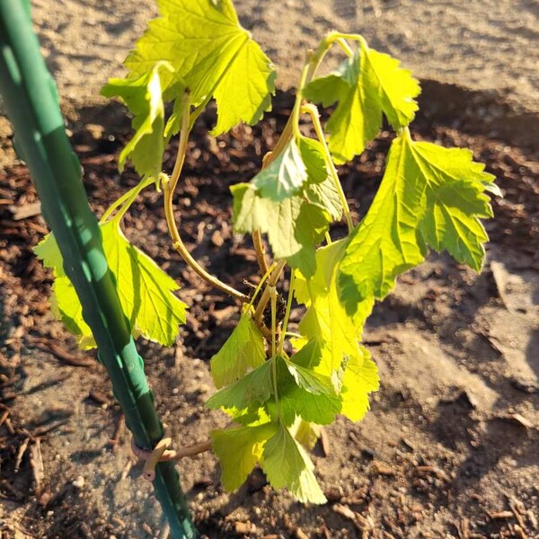 1 Perfection Red Currant Plant, Zones 3-7 - Etsy