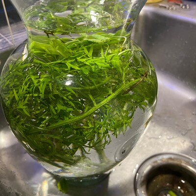 BUY 2 GET 1 FREE Water Sprite water Fern, Indian Ferneasy Live Aquarium ...