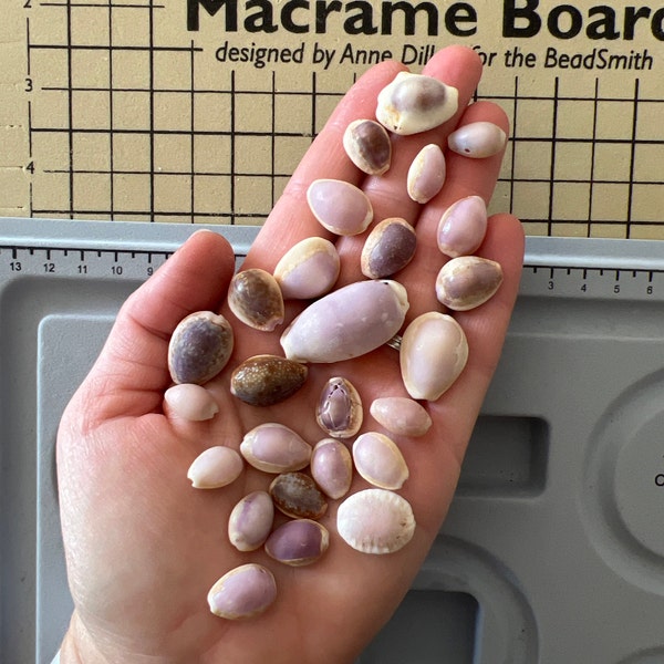 Hawaiian Opihi Limpet Shells for Pendants From Kauai Large to XL - Etsy