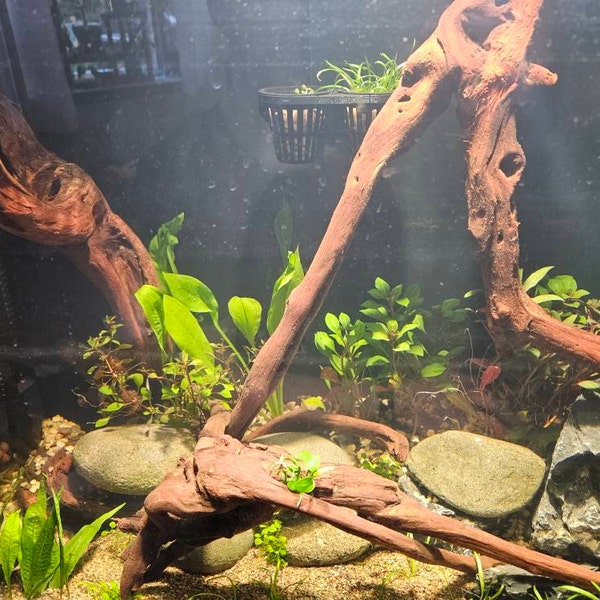 Bog Wood / Aquarium Décor / Terrarium / Reptile Tank / Aquascaping ...