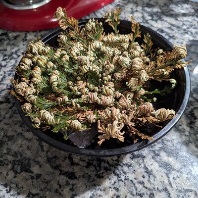 The Cheese Fries Tarot Card Holographic Sticker, Fries Tarot Card ...