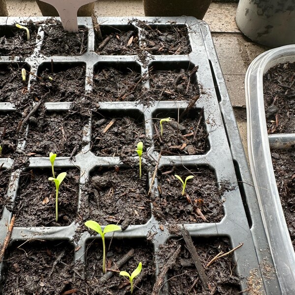 Tromboncino Rampicante Huge Italian Heirloom Zucchini Squash Vegetable ...