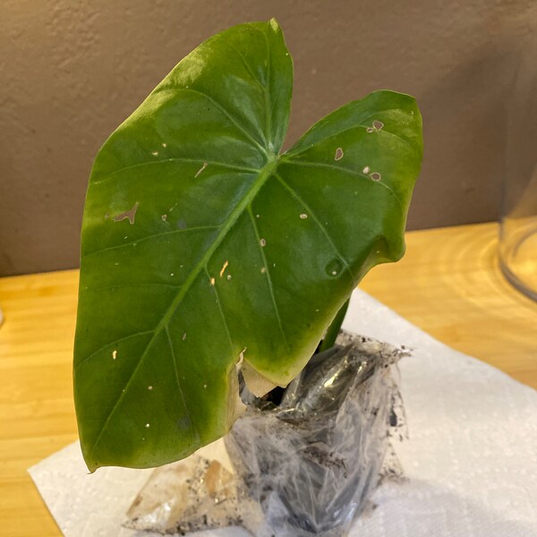 Chiltepin chile Tepin Hot Pepper Non GMO Rare Live Starter Plant - Etsy