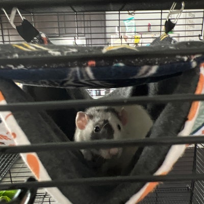 Mismatched Rat Cube Hammock UGLY DUCKLING Random rat Bed - Etsy