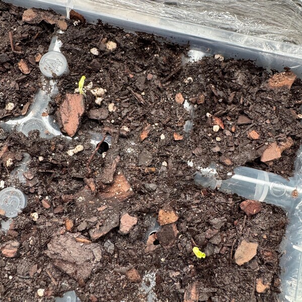 Grancy Greybeard, White Fringe Tree, Chionanthus Virginicus 13+ Seeds ...