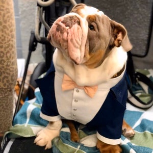 Navy Blue Dog Tuxedo With Blush Bow Tie Dog Wedding Attire Formal Dog Suit English Bulldog ...