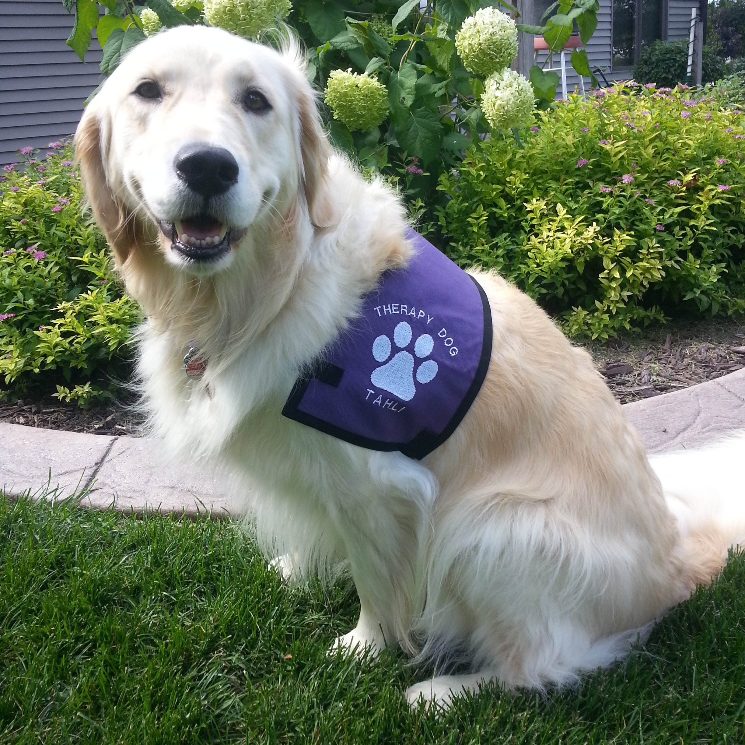 Emotional Support Cat Vest | Etsy