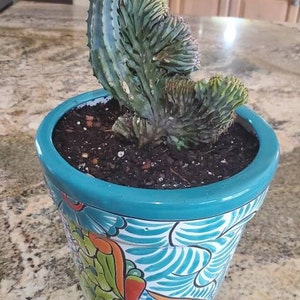 Tylecodon Paniculatus Bonsai Tree Cactus Plant Succulent-easy to Grow ...