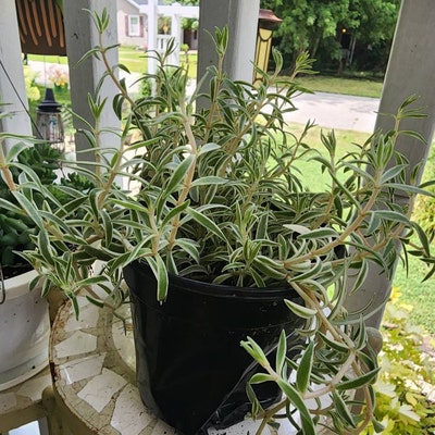 Elliot Planter Speckled Ombré Ceramic Pot in Multiple Sizes - Etsy