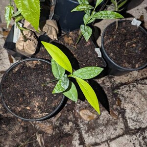 Chempedak artocarpus Integer Live Plant - Etsy