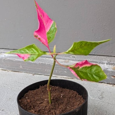 Alocasia Pink Princess Starter Plant ALL STARTER PLANTS - Etsy