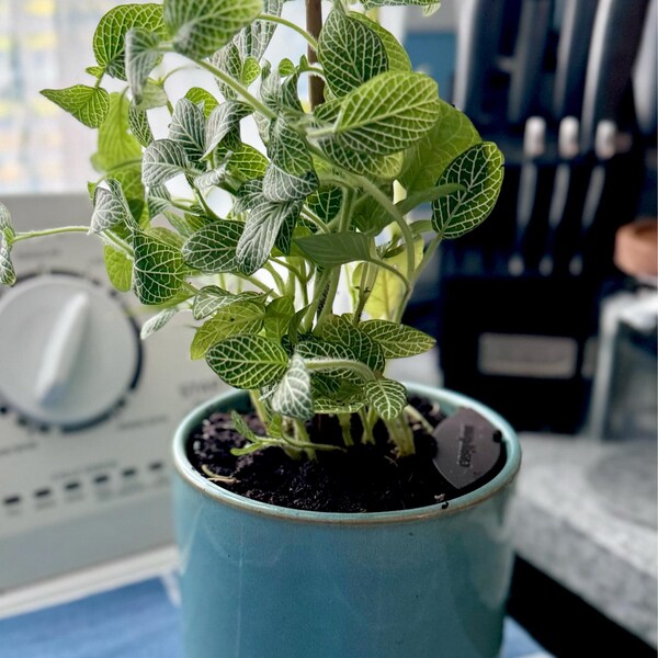 LIVE 4 Pot Syngonium Nephthytis / White Butterfly, Arrowhead Plant ...