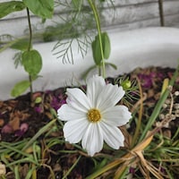 Giggles Dahlia Seeds - Attracts Pollinators, Long Blooming Season ...