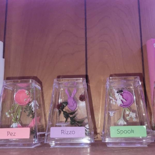 Vampire Squid Themed Jumping Spider Home - Etsy