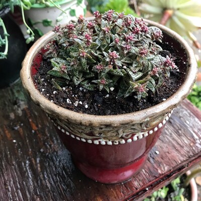 Crassula Picturata tiger Jade 4 - Etsy