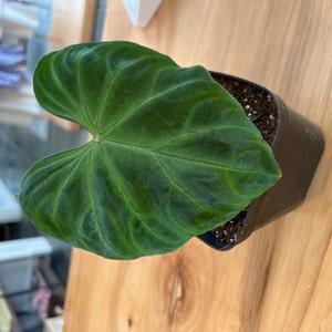US Seller Philodendron Verrucosum Super 'mini' Red - Etsy