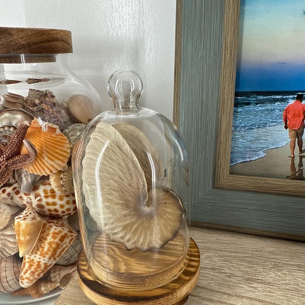 100% Real Large 1-6" You Pick Size Spikey Murex Pectin Venus Comb ...