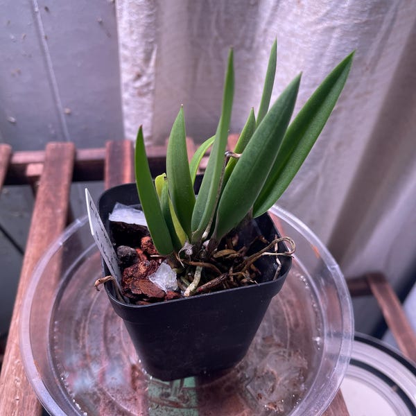 Cycd Taiwan Golden Orange Bloom Stage Currently Dormant ...... 50 ...