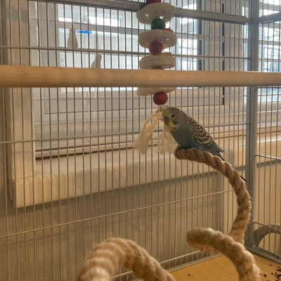 Various Sizes Natural Wood Perch Ledge Platform Shelf Walkway - Etsy