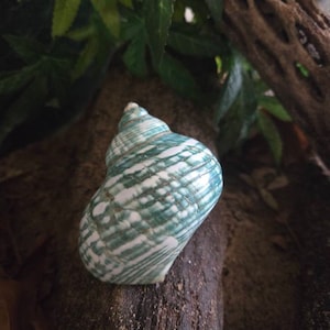 Nautilus Shell Light Tonna Shell Light Coastal Seashell Light Conch ...