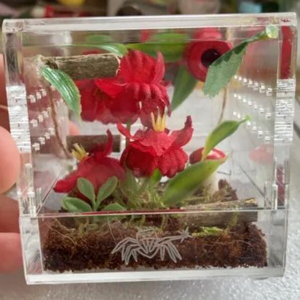 Clown Fish Nemo Themed Top Opening Hinged Jumping Spider Sling ...