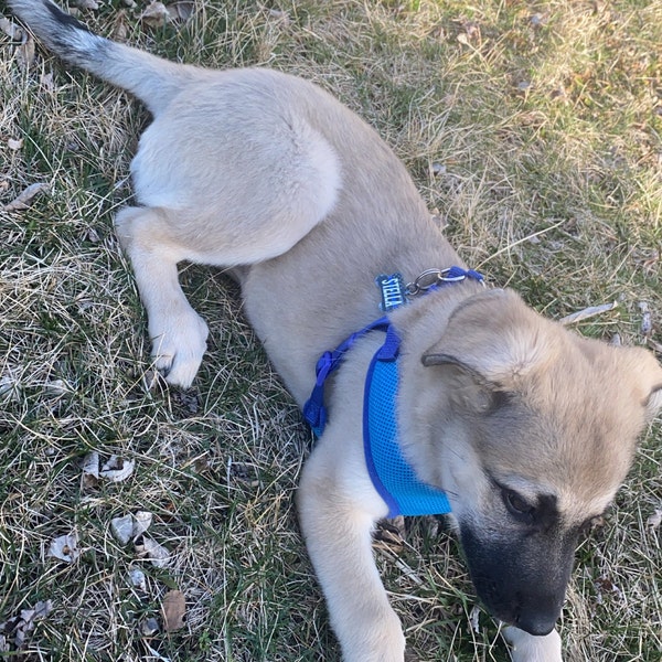 2 Sided TBL - Thin Blue Line Police Dog Tag - Back the Blue - Custom ...