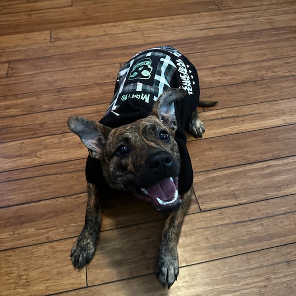 Large Punk Rock Dog Jacket/battle Vest Featuring Cute as Hell Baphomet ...