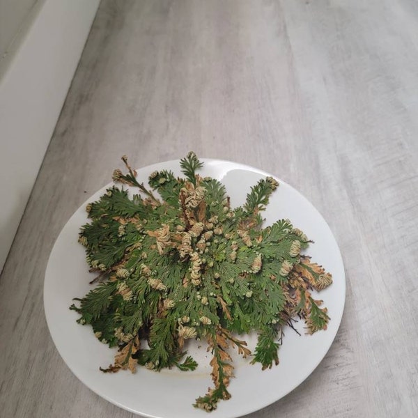 Resurrection Plant | Jericho Flower | Rose of Jericho | Resurrection ...