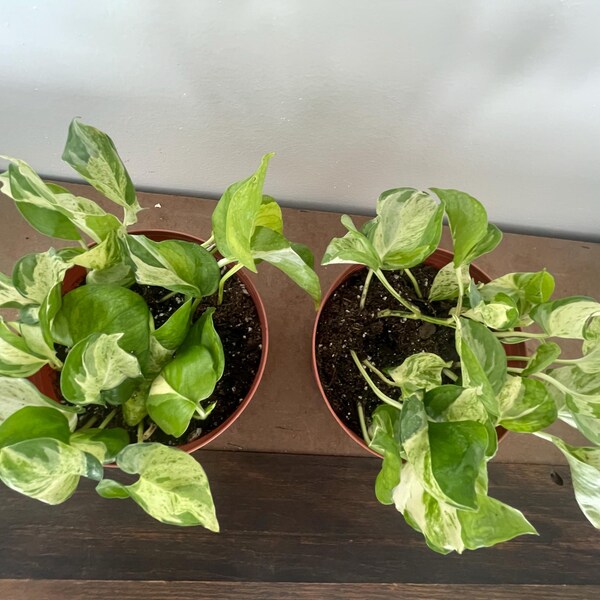 Selaginella Erythropus Sanguinea - Ruby Red Moss Fern - Grown in a 4 ...