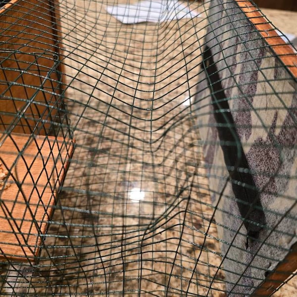 Zipper Door New Design Sparrow Trap, Live Bird Trap Nonstop Elevator ...