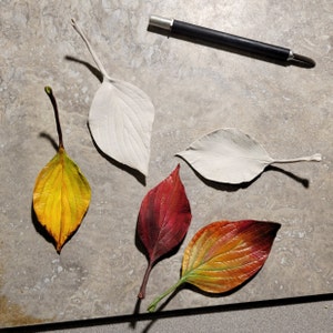 Oyster Shell Silicone Mold by Scott Clark Woolley - Etsy