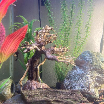 Aquarium Driftwood Moss Tree , Underwater Moss Tree, DLS, Driftwood ...