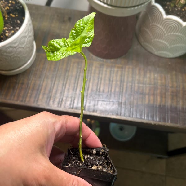 CHAYA Mayan Miracle Mexican Tree Spinach Organic Deeply Lobed Leaf ...