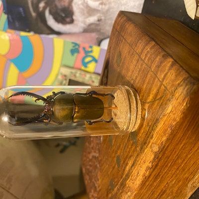 Real, Dried Insect, Beetle, Bug in a Bell Jar, Cloche, Dome Jar ...
