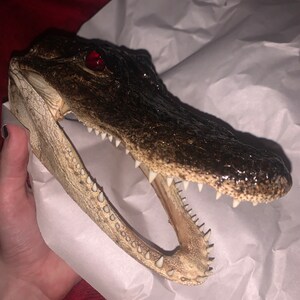ALLIGATOR BONE DUST Voodoo, Hoodoo, Wicca, Gothic, Oddity - Etsy