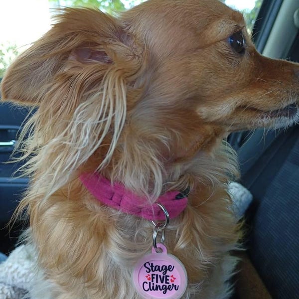 Cute Daisy Flower Dog Tag • Girl Dog Tag for Pets Personalized • Silent ...