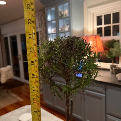 Variegated Scented Geranium Topiary 6 Pot Braids and - Etsy