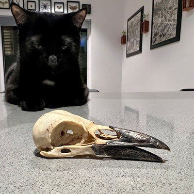 Crow Skull Real Natural Corvus Carone Raven Corvid Taxidermy Gothic ...