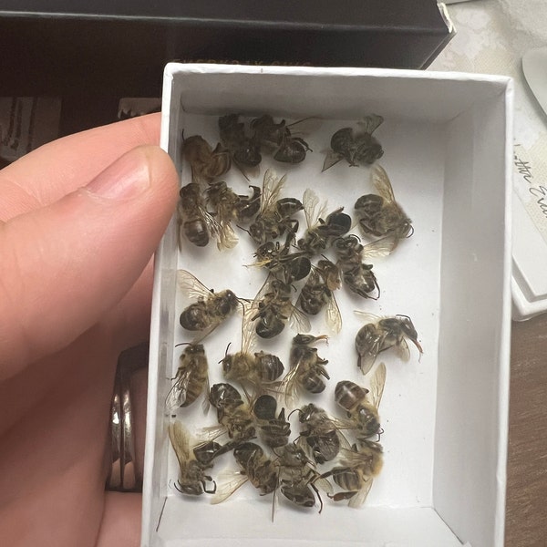 Iron Protection Star | Coffin Nails | Home Protection Spell ...