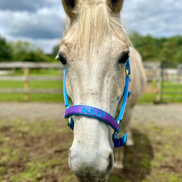Personalized Nylon Sheep Halter - Etsy