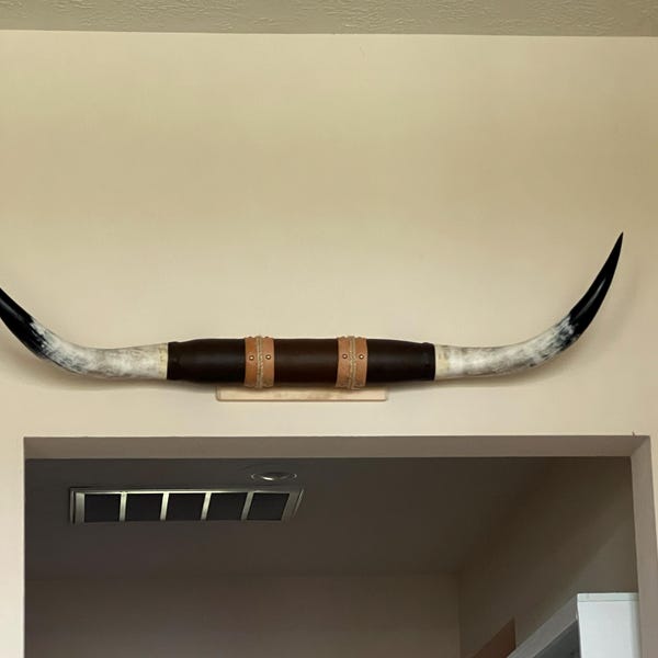 Mounted LONGHORN Steer Horn 31 Inch Wide Polished Cow Horns Bull ...