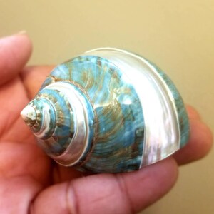 Seashells Large Green Banded Jade Turbo Shell 4 and | Etsy