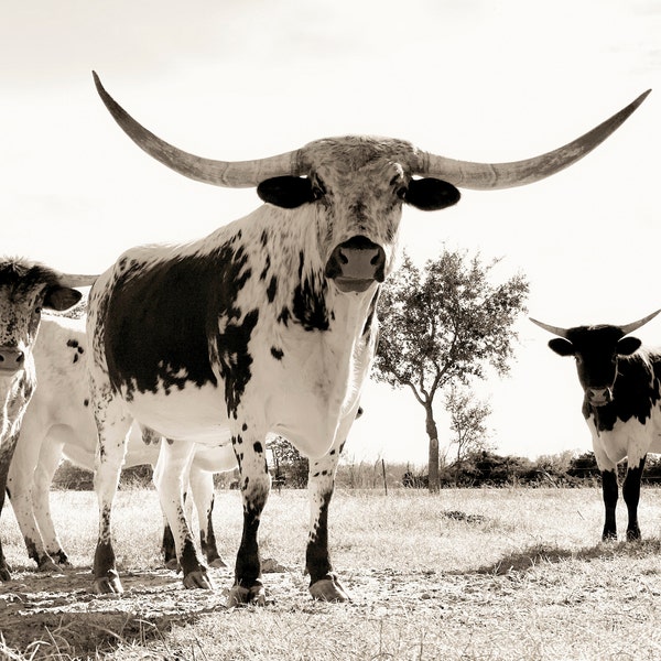 Longhorn Cow Print, Printable, Rustic Wall Decor, Ranch Print, Farm ...