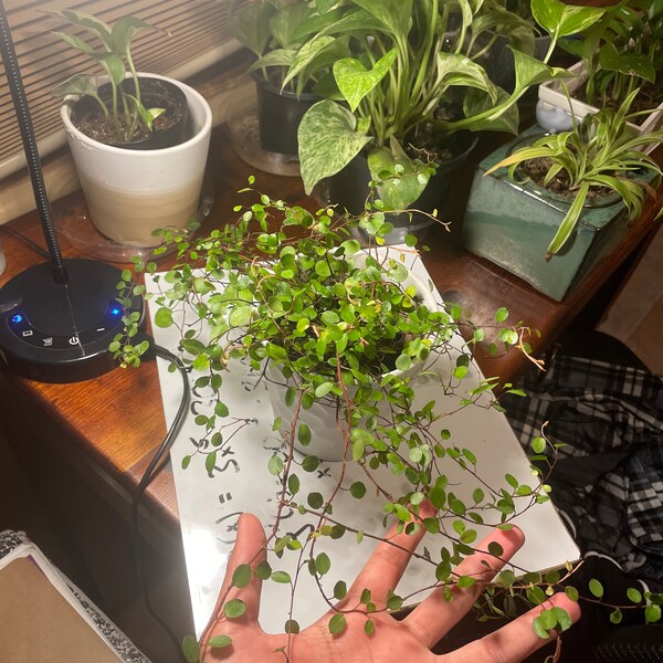 Angel Vine “wire Vine” Plant - Etsy