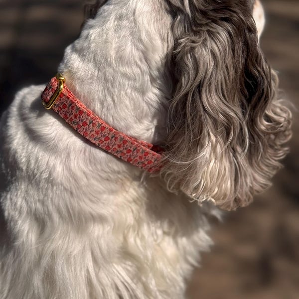 Cowgirl Chic Dog Collar - Western Collar - Customized Pet Collar ...