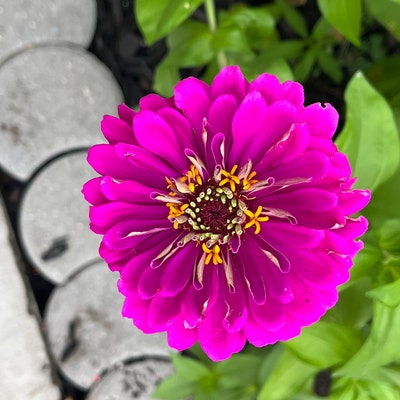 USA SELLER Colorado Mix Yarrow Seeds 100 Seeds HEIRLOOM Achillea ...