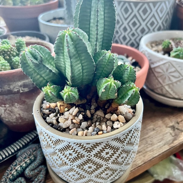 Azteca Planter Pots With Drainage Set | Glazed Planters and Pots Indoor ...